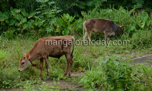 Mangalore Today Latest Main News Of Mangalore Udupi Page Cattle